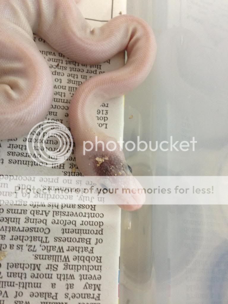 Just hatched a pewter champaigne royal python | Reptile Forums