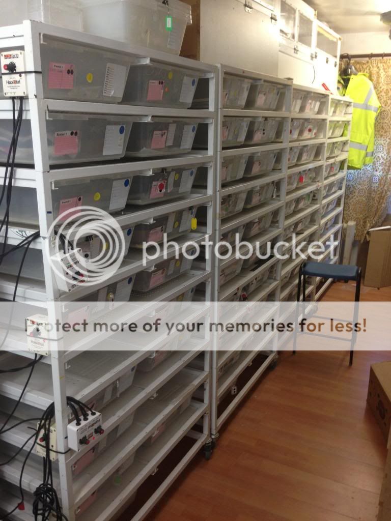 World-Snake racking system win rack & pro rack | Reptile Forums