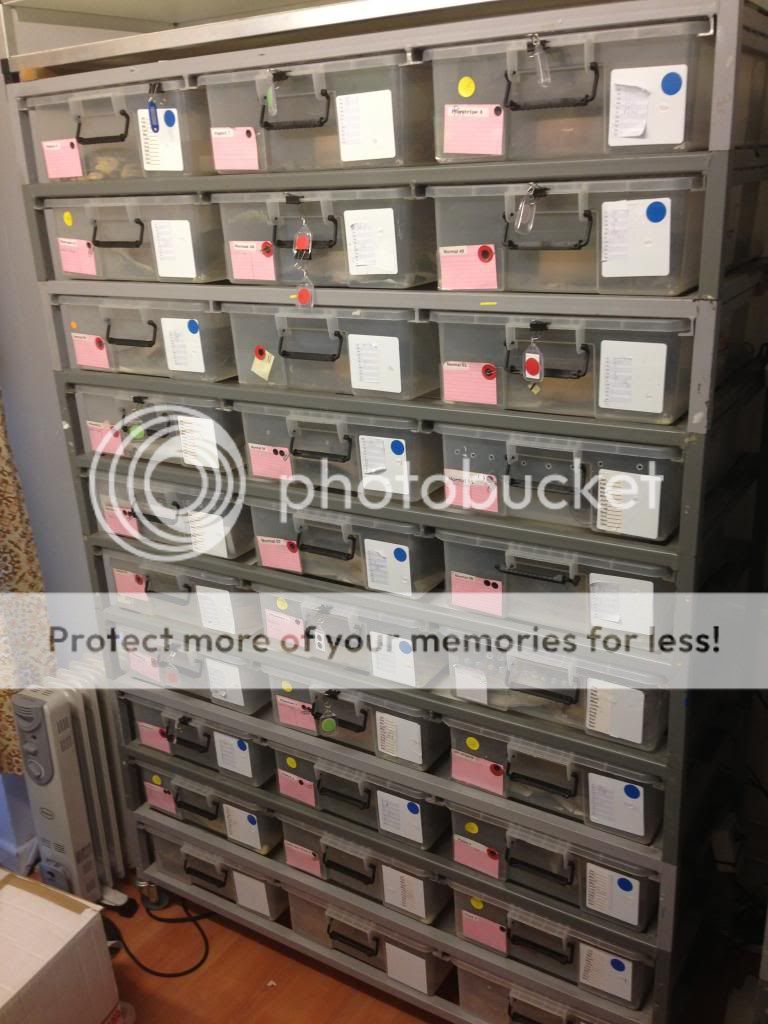 World-Snake racking system win rack & pro rack | Reptile Forums