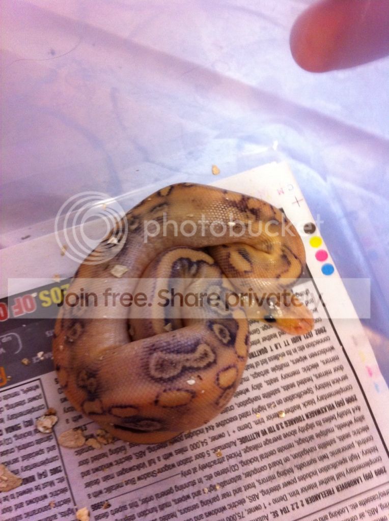 SE England - Royal python hatchlings pins lemon blast | Reptile Forums