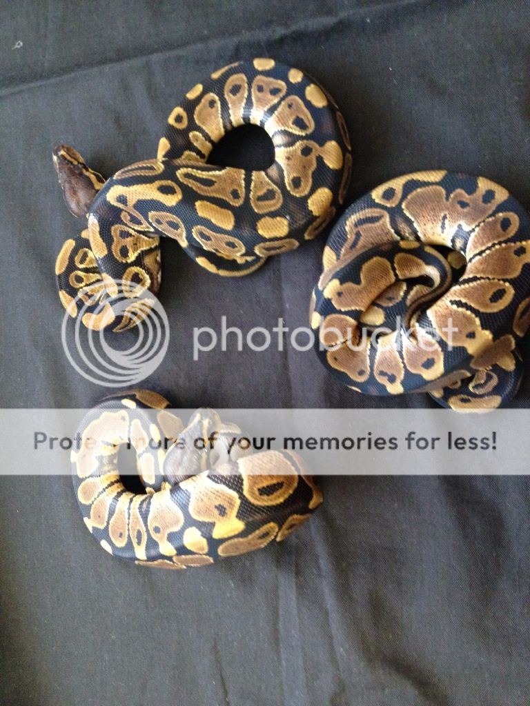 SE England - Royal python hatchlings pins lemon blast | Reptile Forums