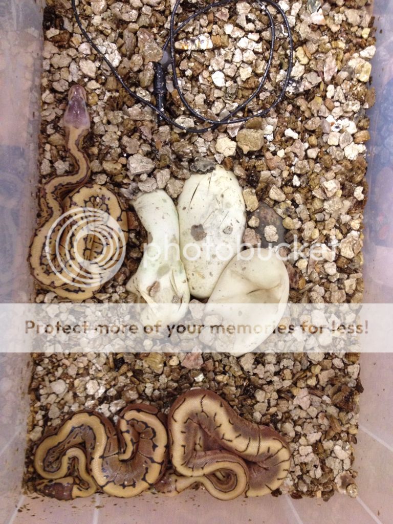 SE England - Royal python hatchlings pins lemon blast | Reptile Forums