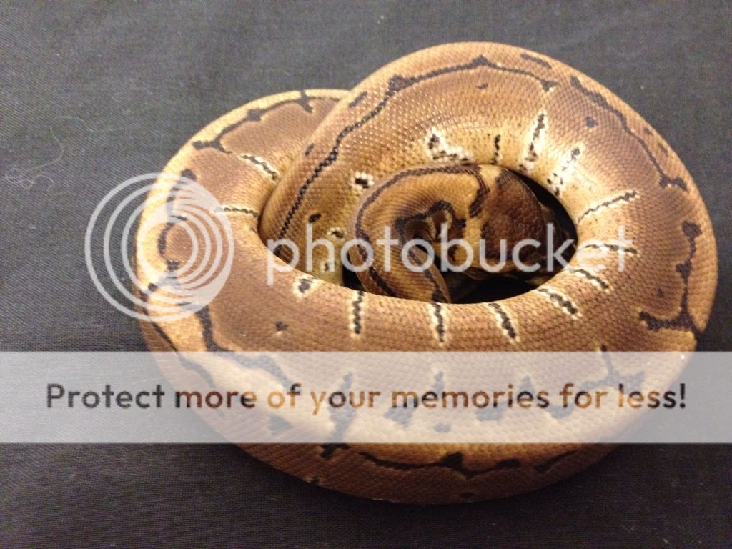 SE England - Royal python hatchlings pins lemon blast | Reptile Forums