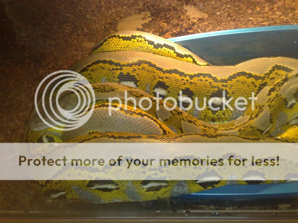 Tiger Platinum Retic Female 12.5ft (Dublin) | Reptile Forums